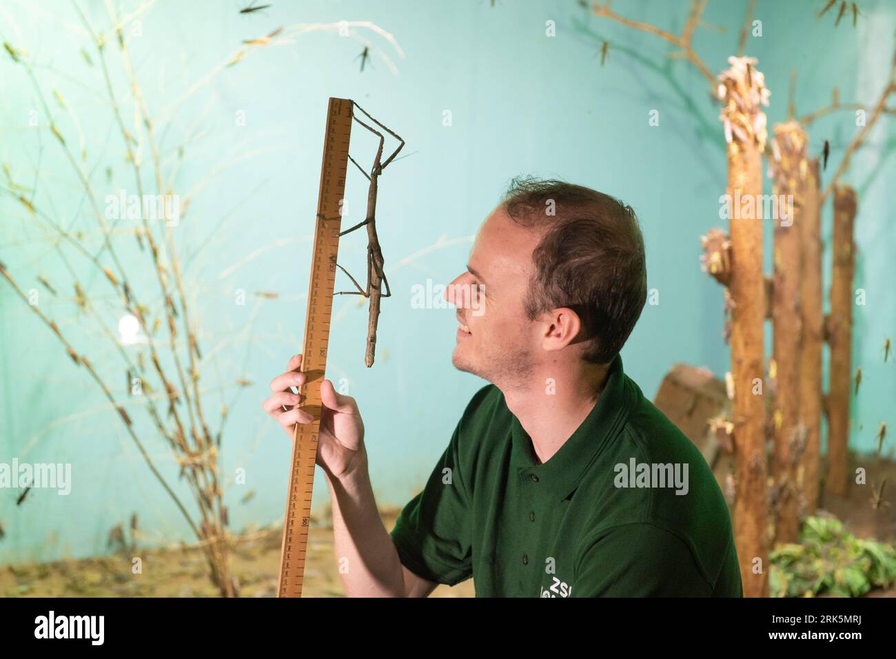 London, 24 August 2023, Tirachoidea Stick Insect is weighed in at ...