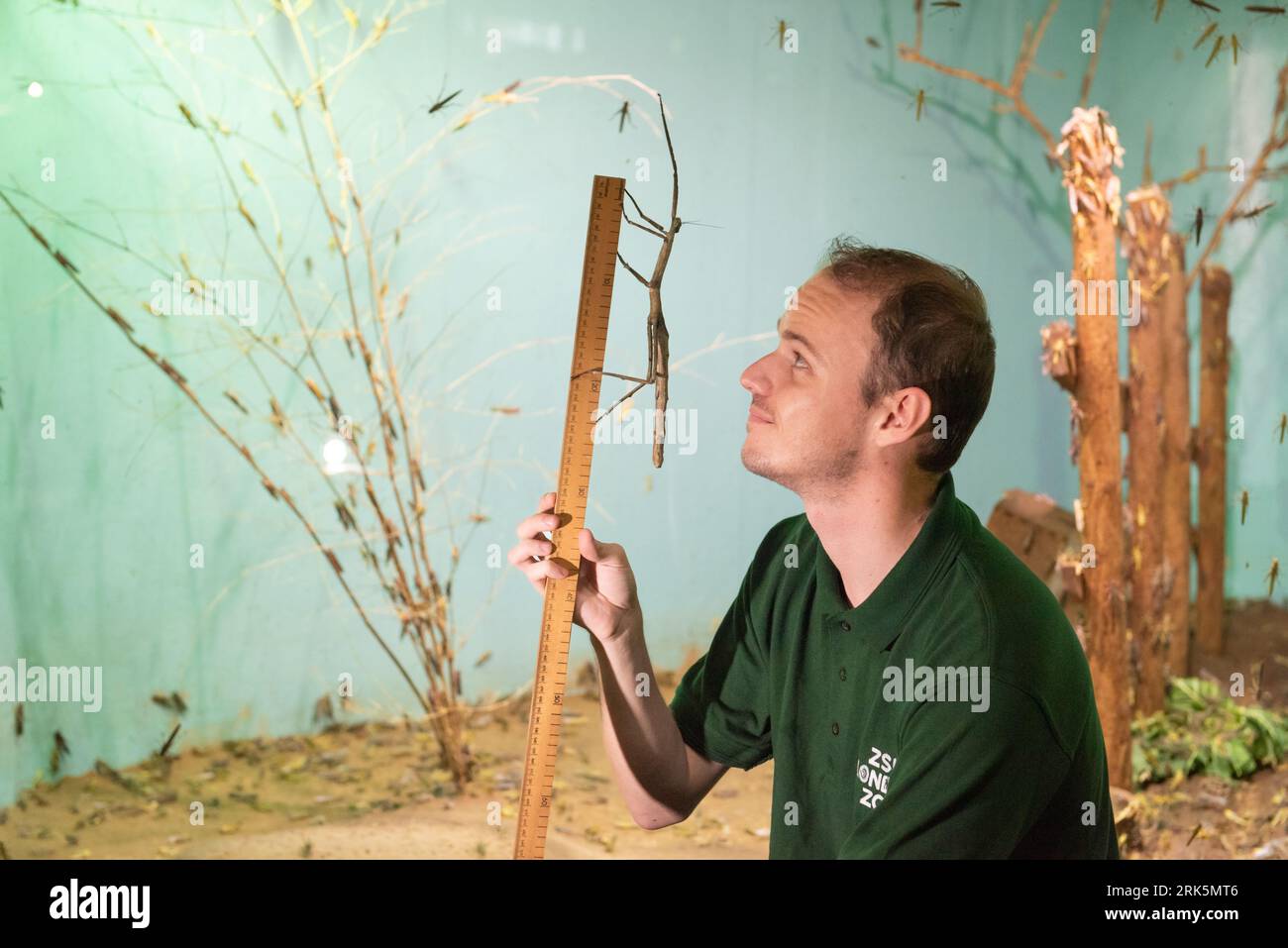 London, 24 August 2023, Tirachoidea Stick Insect is weighed in at ...