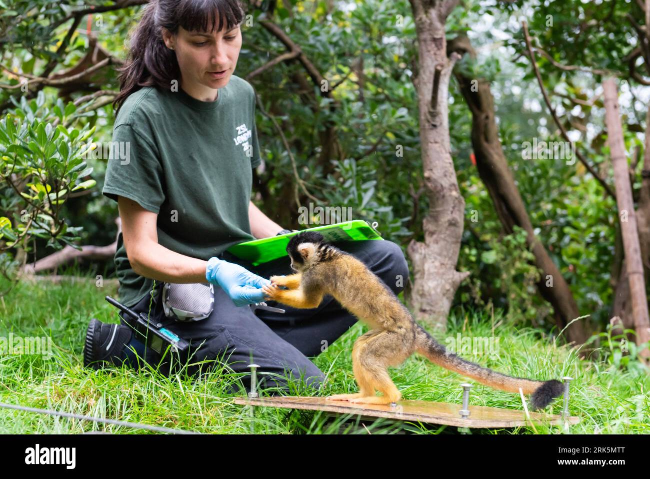 London, 24 August 2023, London Zoo annual weigh-in, Squirrel monkeys ...