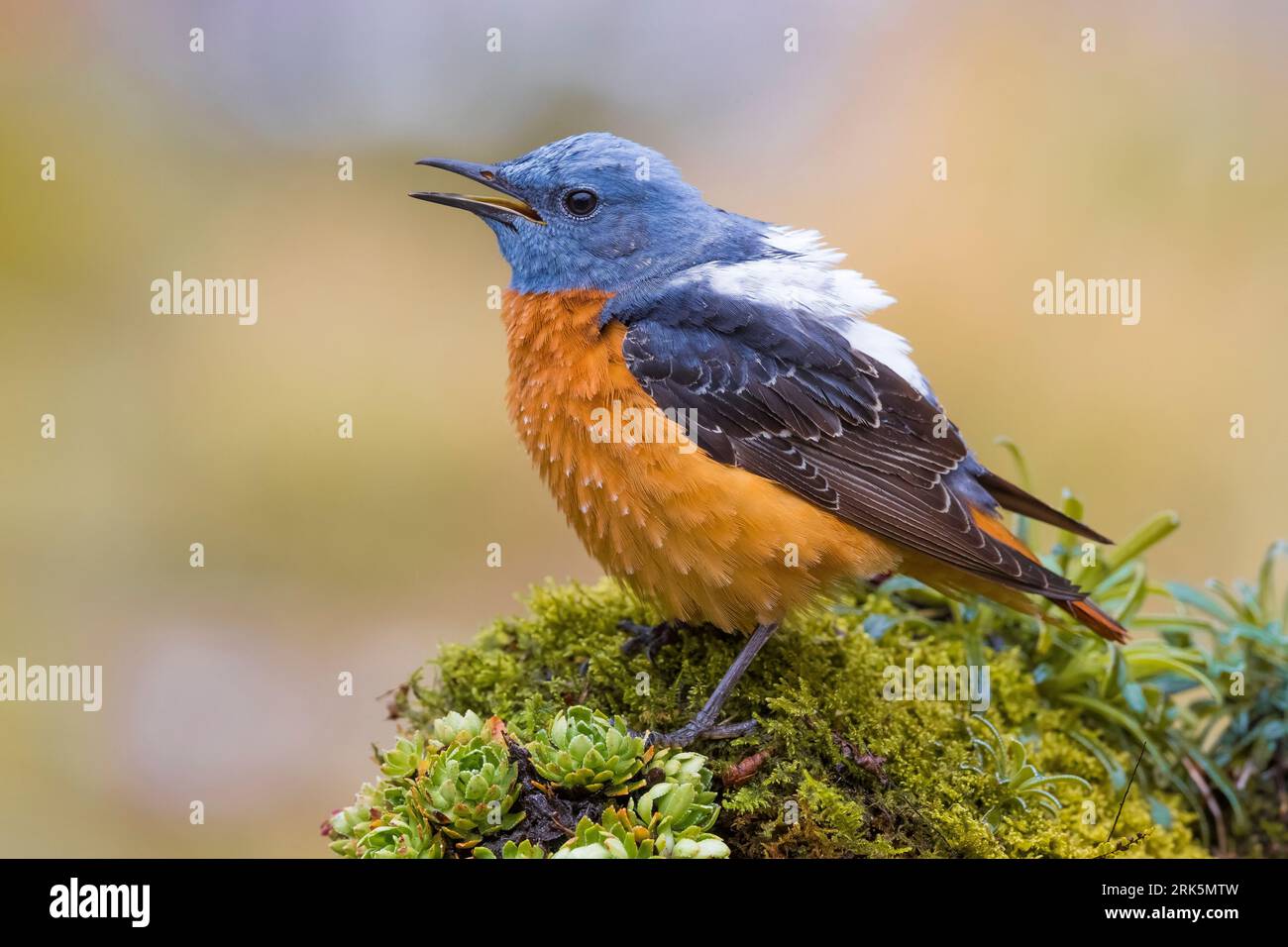 Male Common Rock Thrush, Monticola saxatilis, in Italy. Singing on top ...