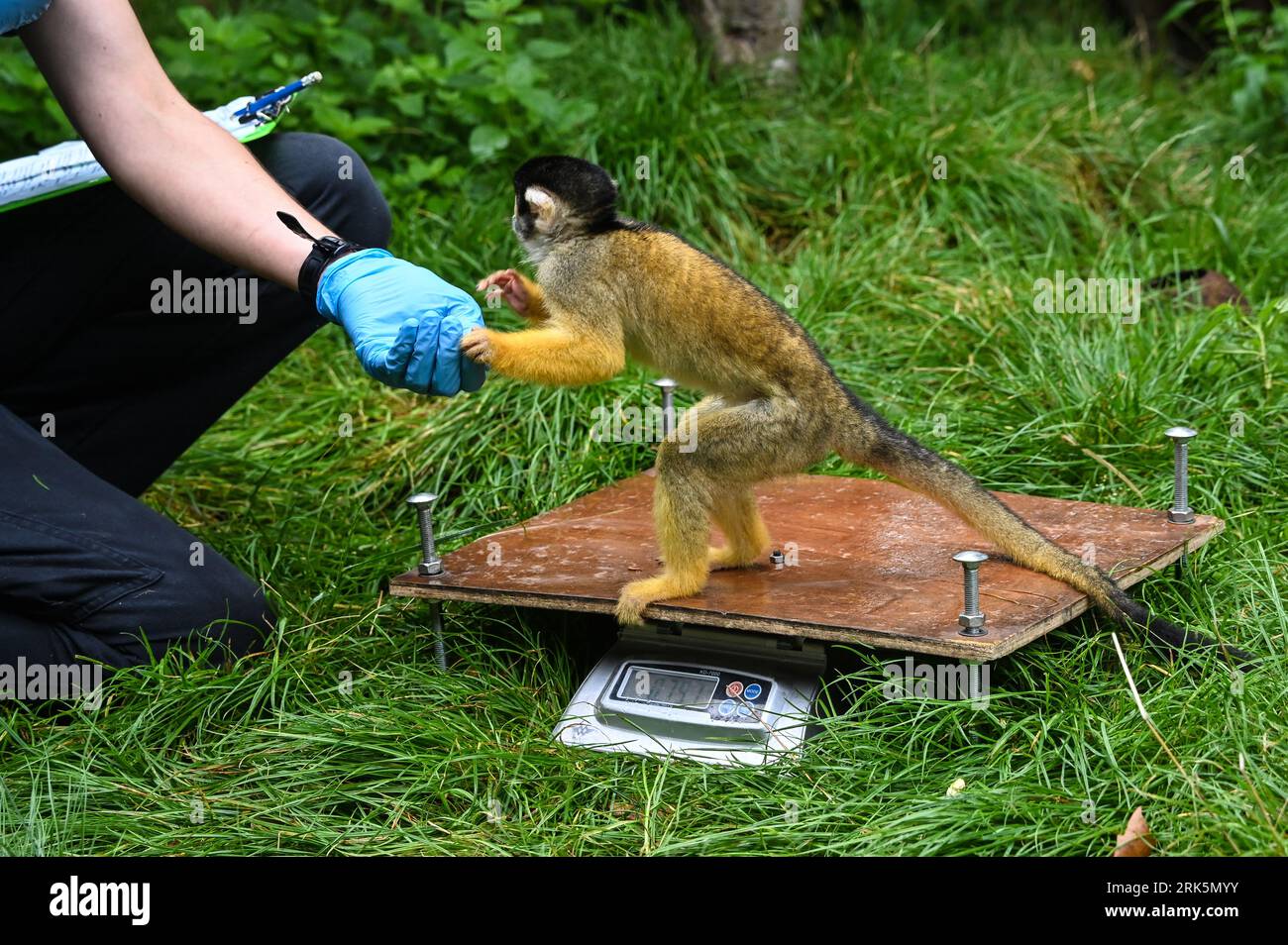 London, UK. 24th Aug, 2023. Squirrel monkey at the London Zoo's Annual ...
