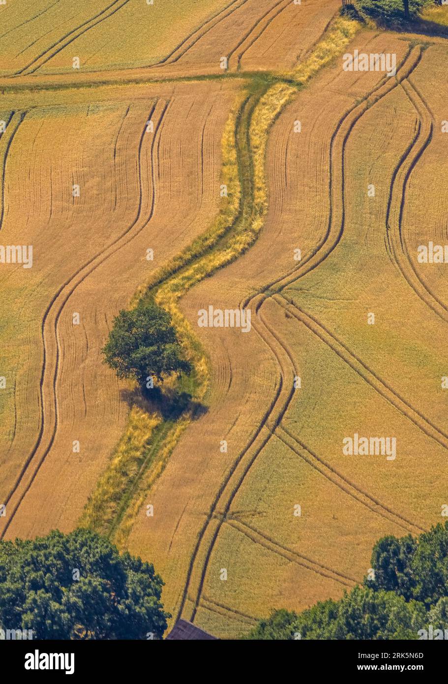 Aerial view, tree on a field, shapes and colors with traces in the ...