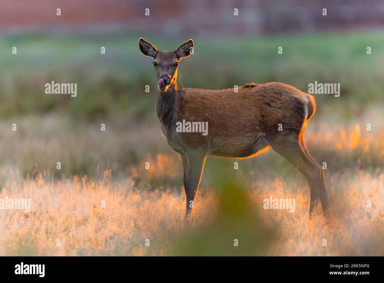 Deer licking lips hi-res stock photography and images - Alamy