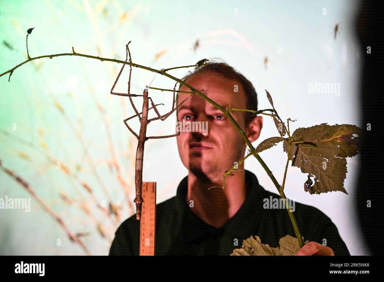 London, UK. 24th Aug, 2023. Tirachoidea stick insect at the London Zoo ...
