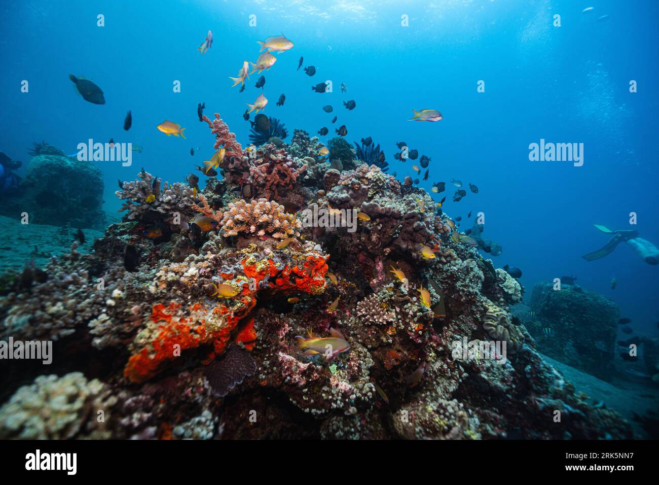 A vibrant coral reef illuminated by sunrays with a colorful backdrop ...