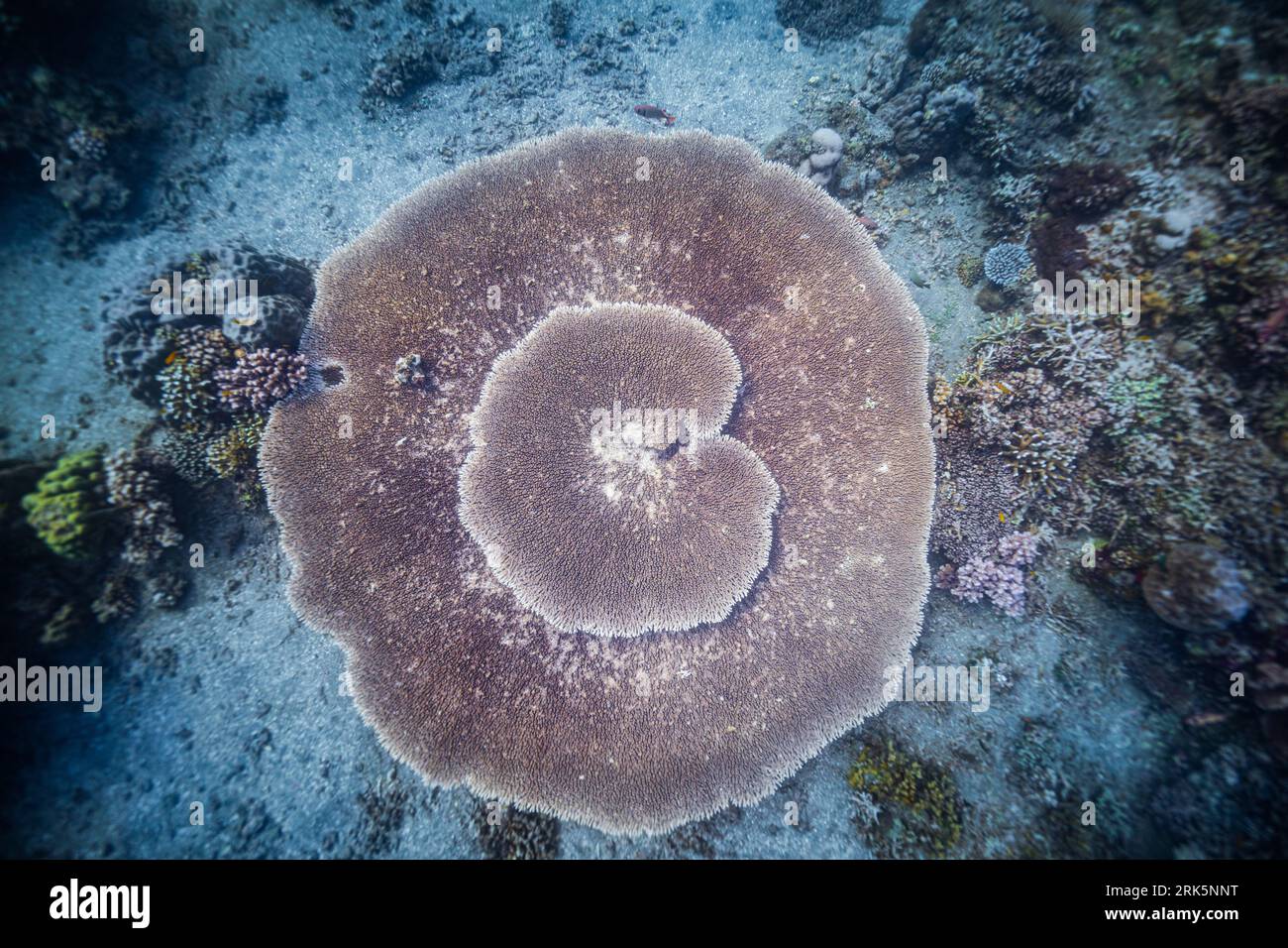 A stunning view of a large piece of coral, situated atop the sandy ...