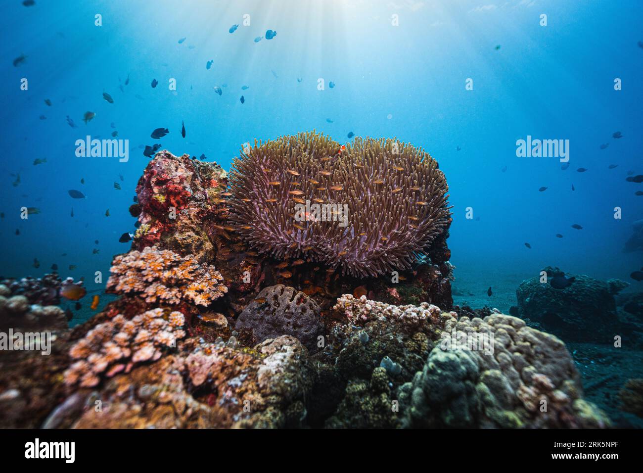 A vibrant coral reef illuminated by sunrays with a colorful backdrop ...