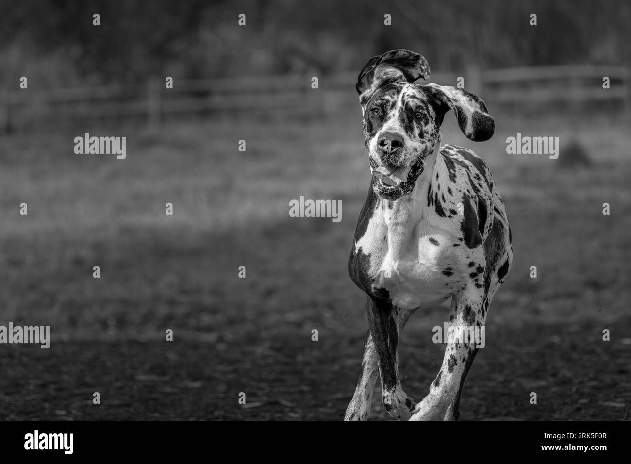 A grayscale of an adorable great dane running with ears flopping on ...