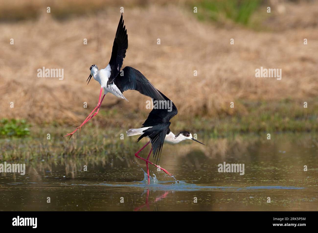 Black winged stilt fighting hi-res stock photography and images - Alamy