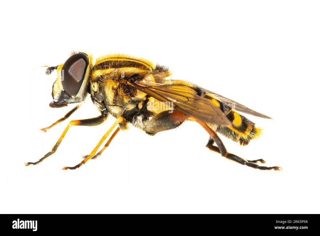 Gewone pendelvlieg, Helophilus pendulus Stock Photo - Alamy