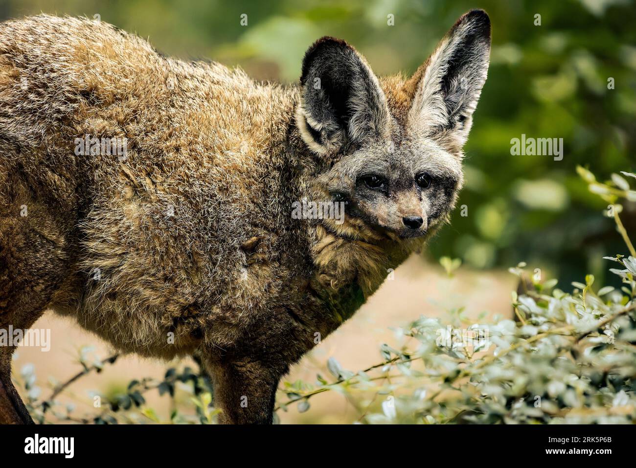 A Bat-eared fox alertly posed in a grassy and shrubby setting Stock ...