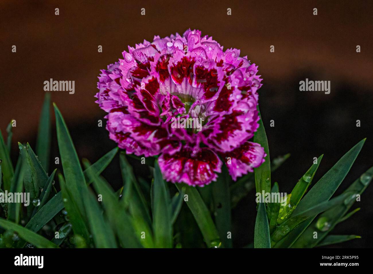 A single pink carnation is displayed in a planter, with water droplets ...