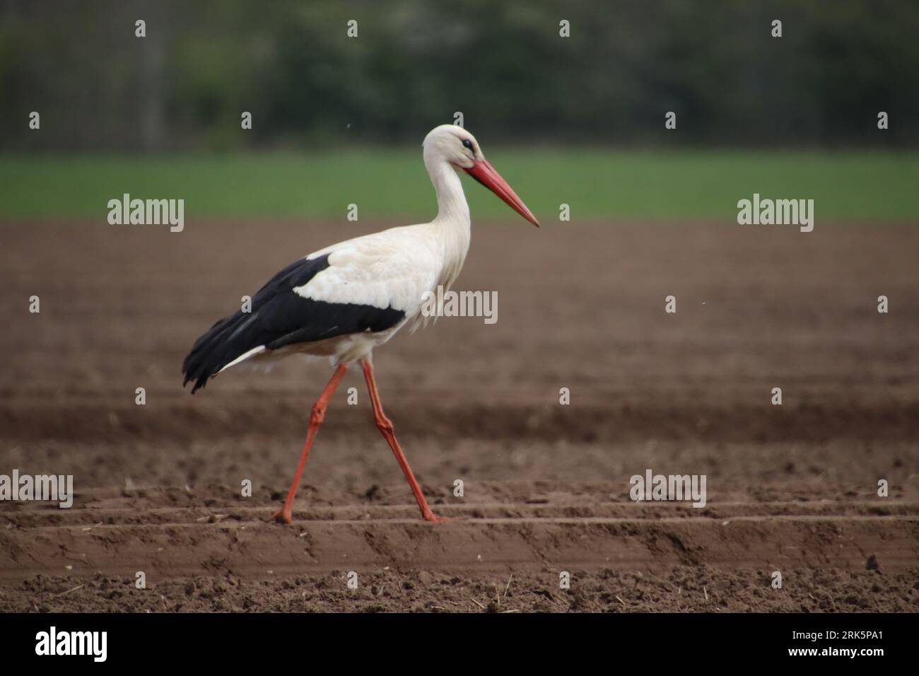 A large white stork is walking across a dirt ground, its wings spread ...