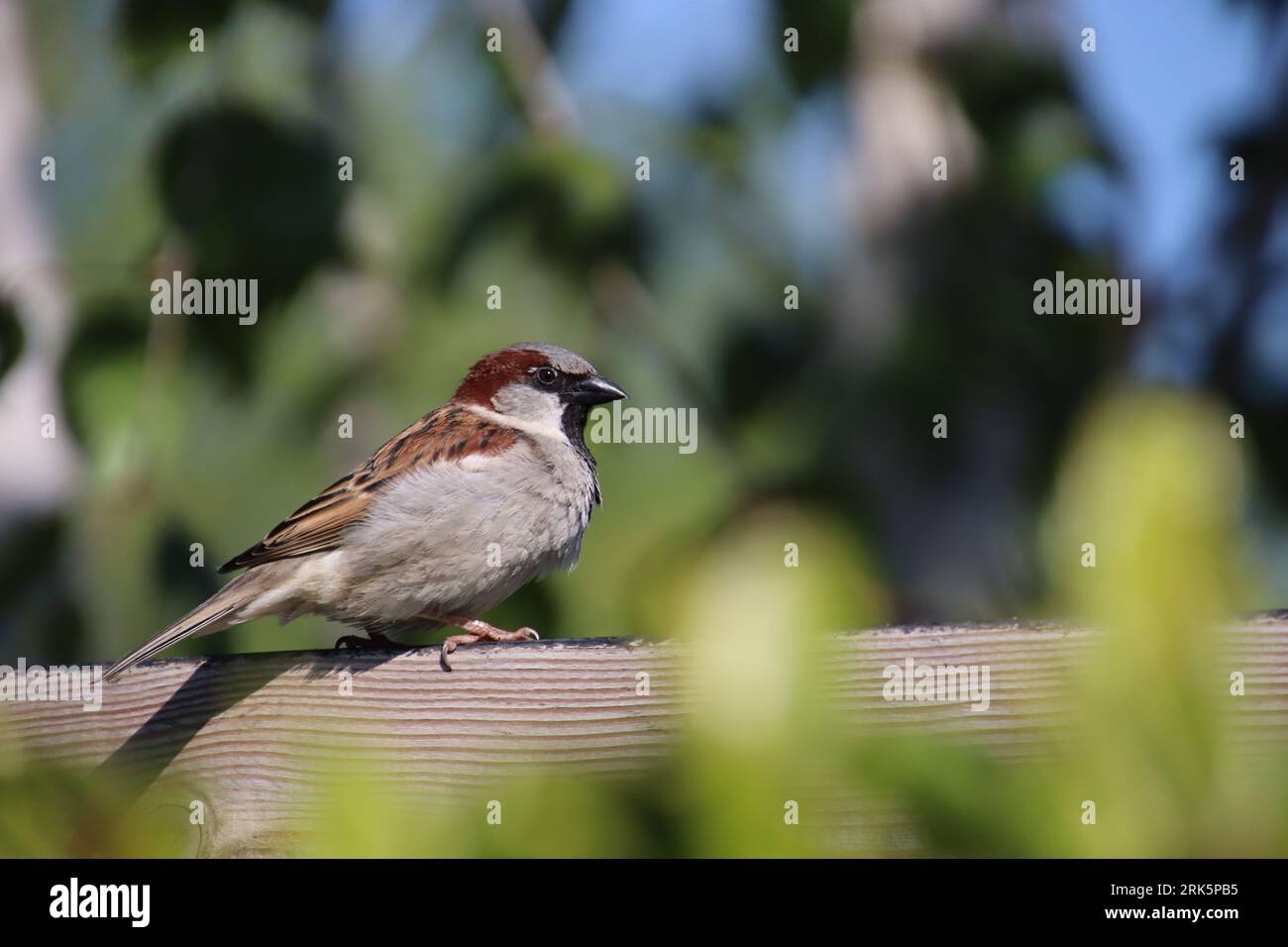 A small sparrow perched atop a wooden post, perched in a rural setting ...