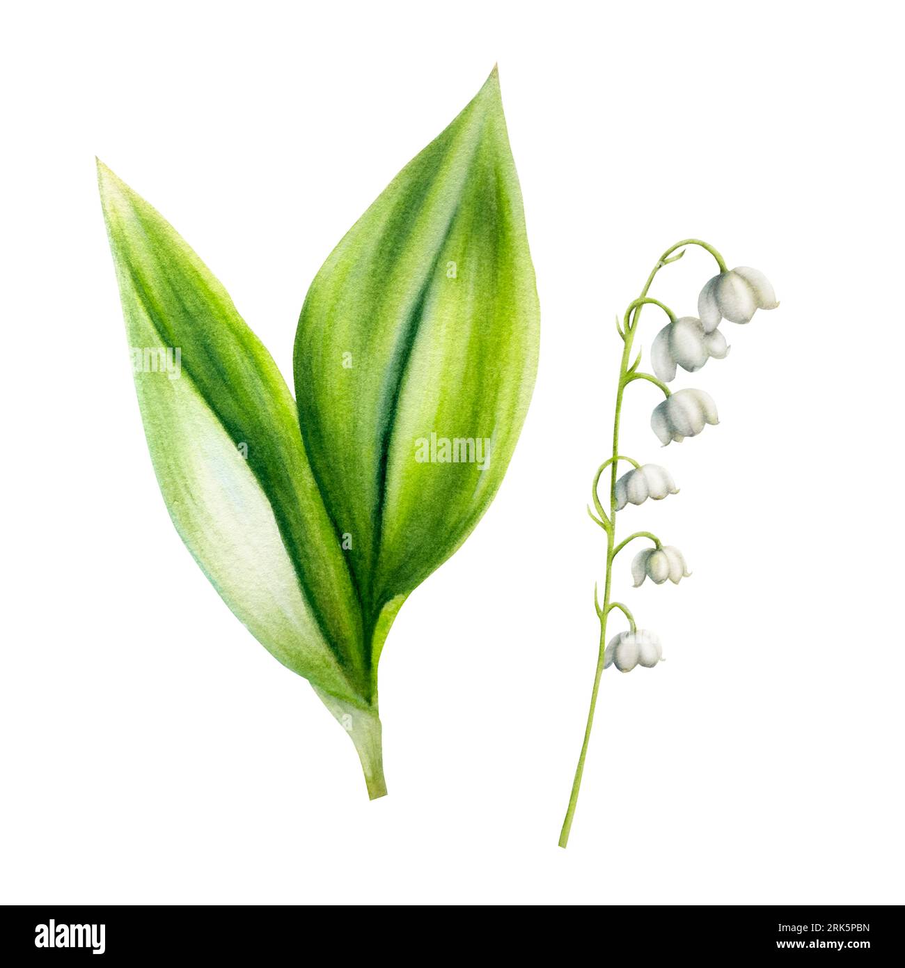Watercolor lily of the valley flowers isolated on white background ...