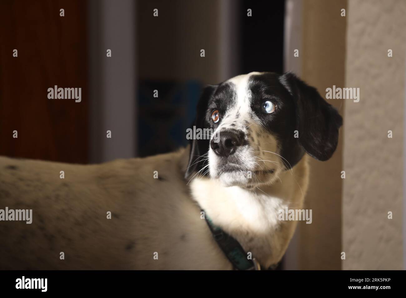 A cheerful hunting spaniel puppy, seated in a chair and looking away to ...