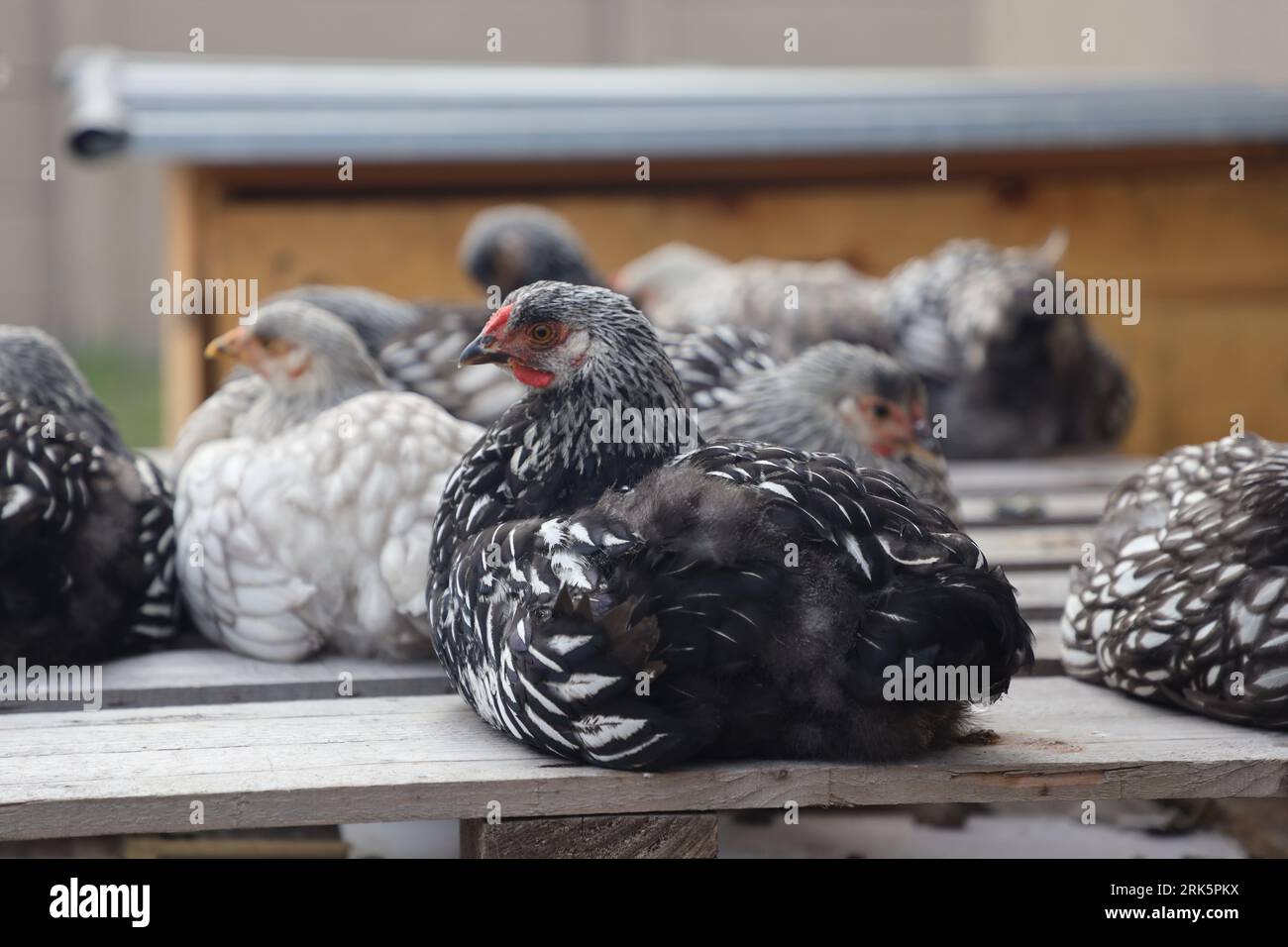 Group sizes hi-res stock photography and images - Alamy