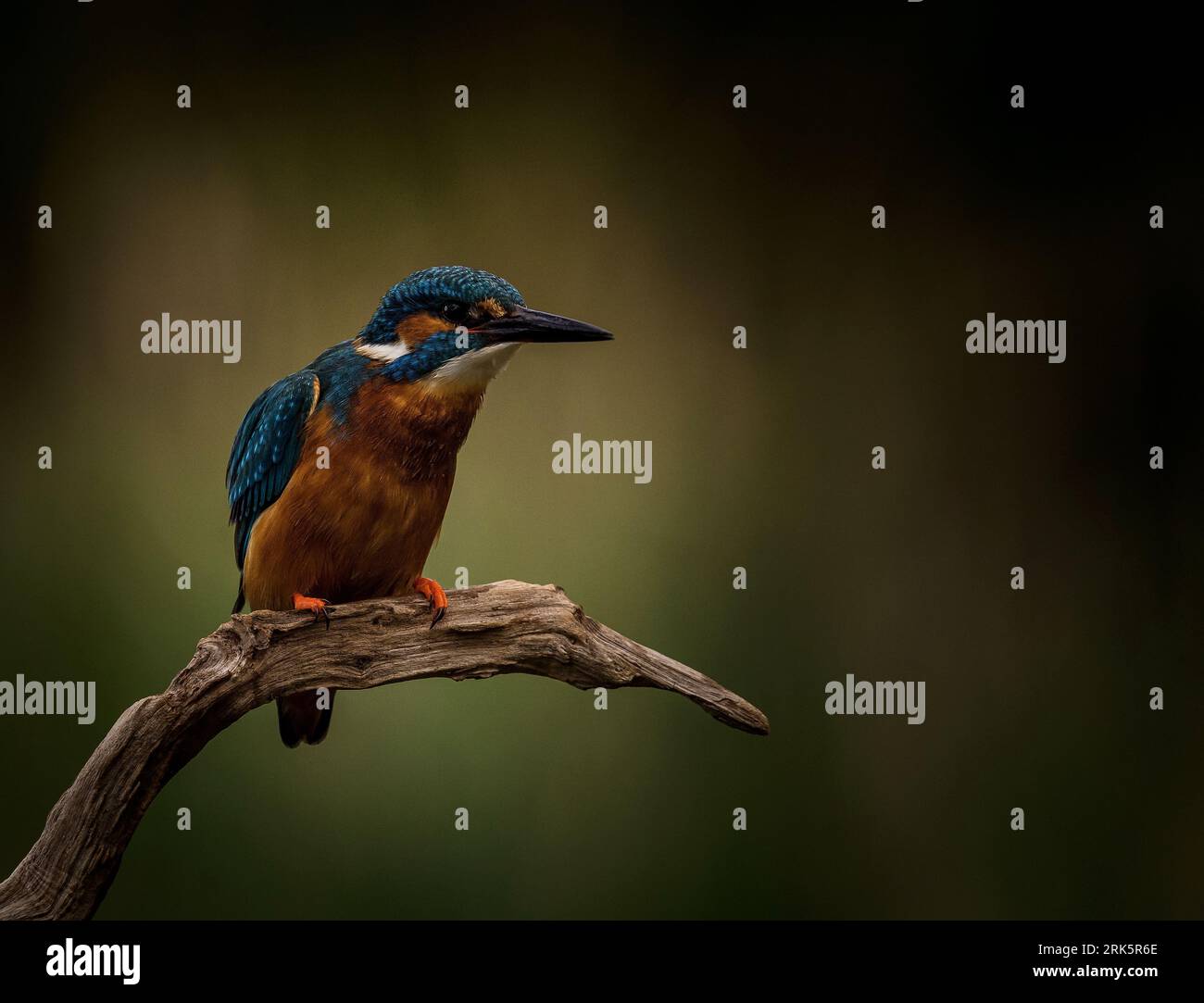 A small bird perched atop a tree branch, surveying its surroundings ...