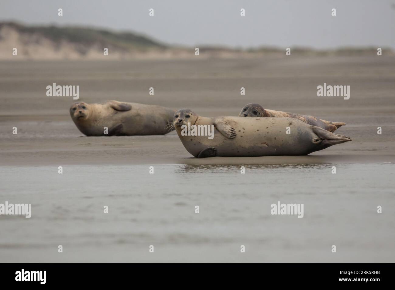A group of gray seals is basking in the sun on a sandy beach, with a ...