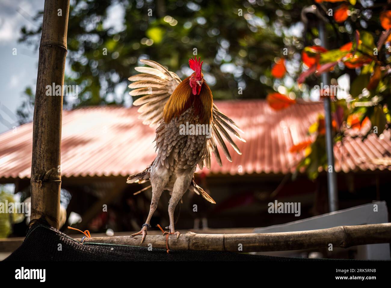 Long wings hi-res stock photography and images - Alamy