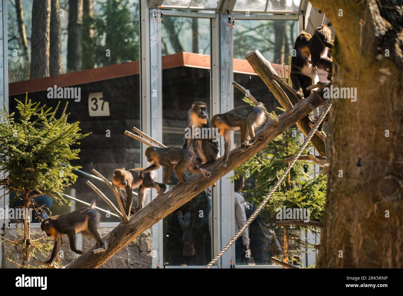 A group of primates perched in a tree in front of their outdoor ...