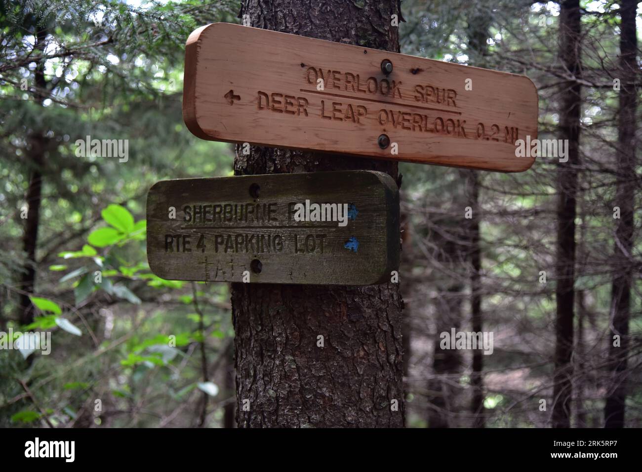 Three trees with informational signs attached to them, pointing out ...