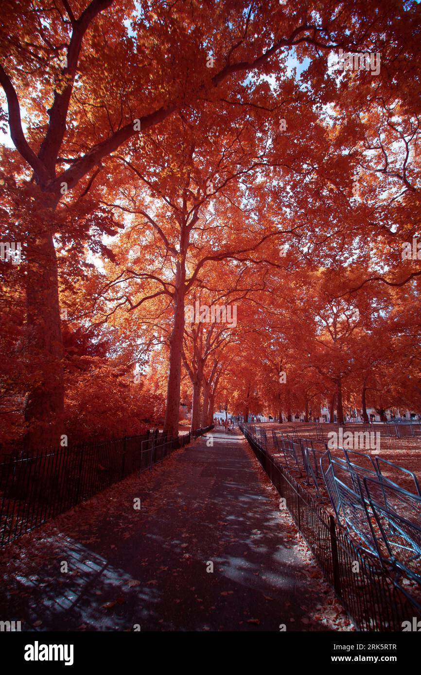 A picturesque outdoor scene featuring a pathway lined with vibrant orange autumn trees Stock ...