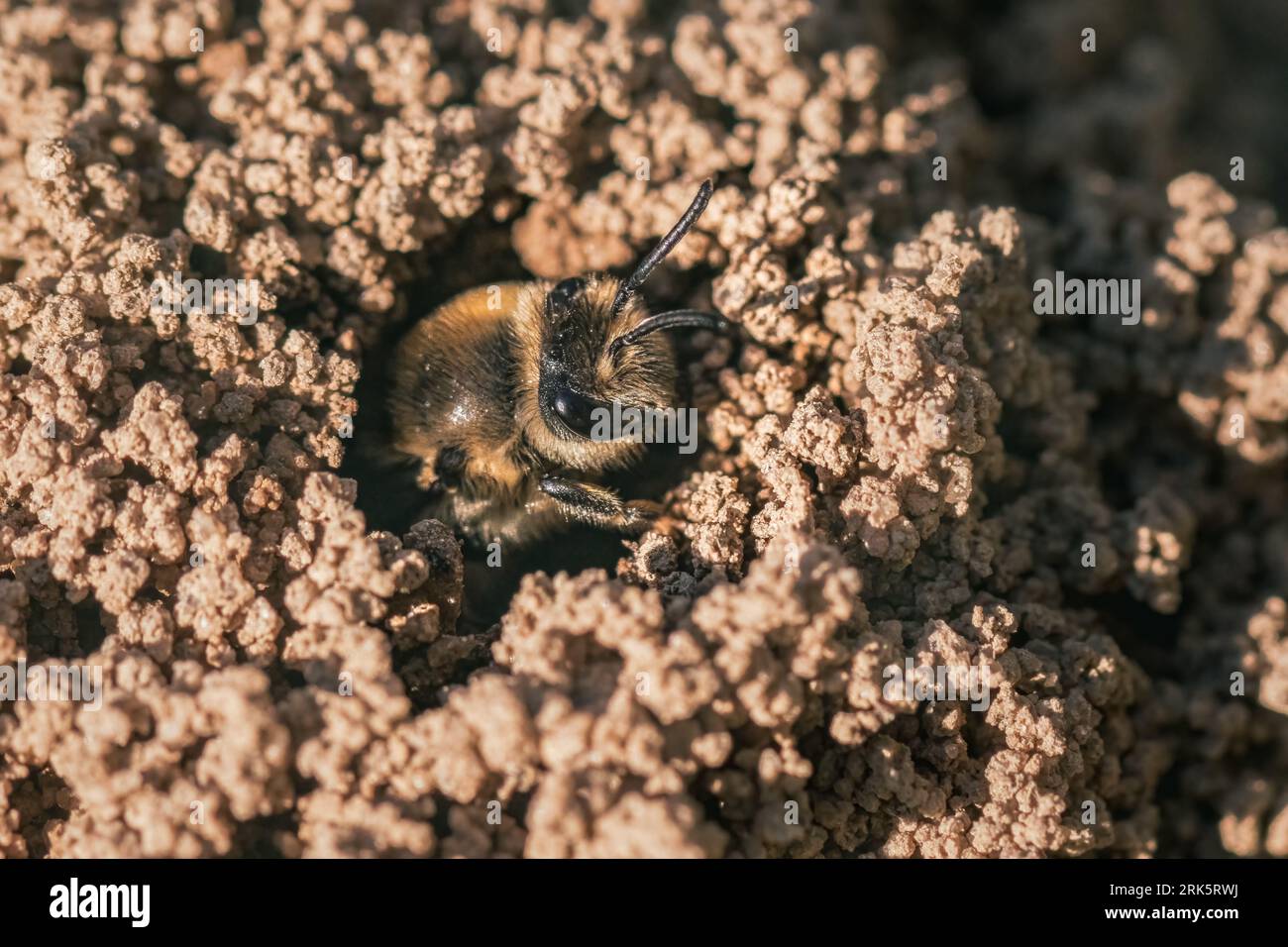 Ground nesting native bee hi-res stock photography and images - Alamy