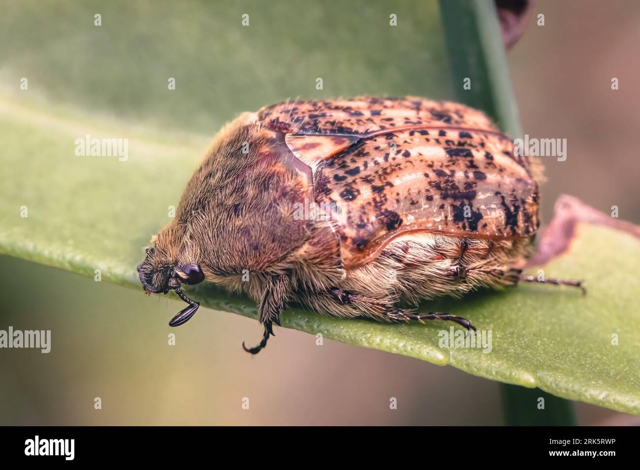 Indian cetonia hi-res stock photography and images - Alamy