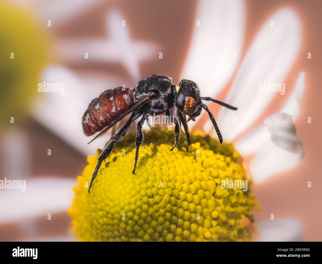 A black and red cuckoo bee, Holcopasites calliopsidis, pollinating a ...