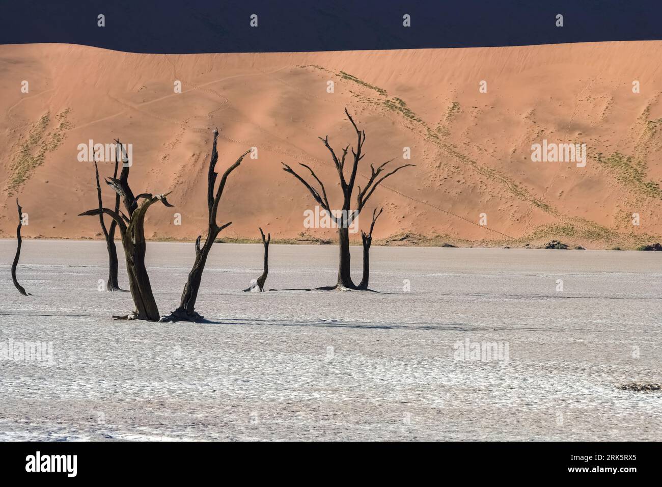 Namibia, the Namib desert, dead acacia in the Dead Valley, the red ...