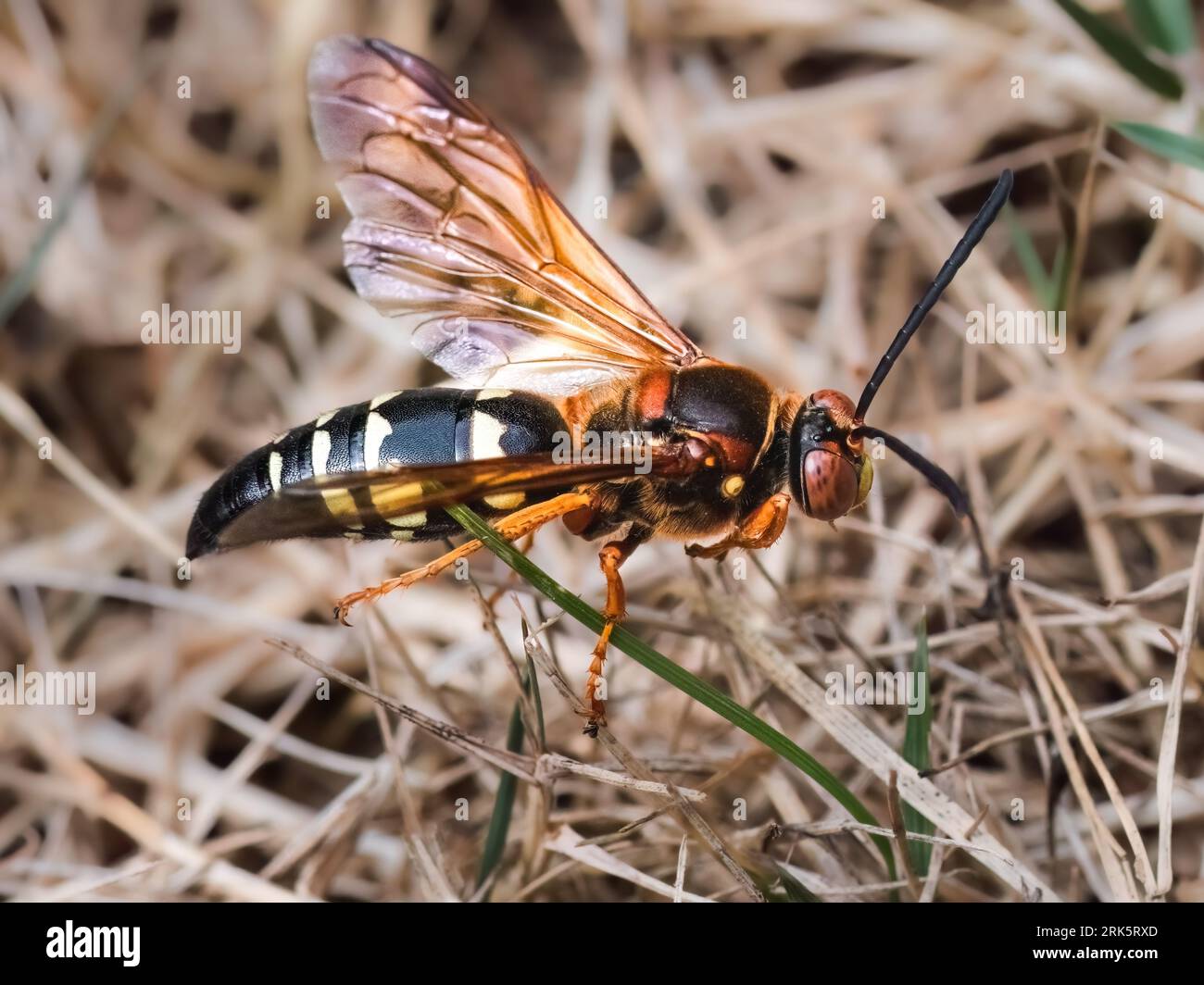 Close up of a large Cicada Killer wasp (Sphecius speciosus) perched on ...