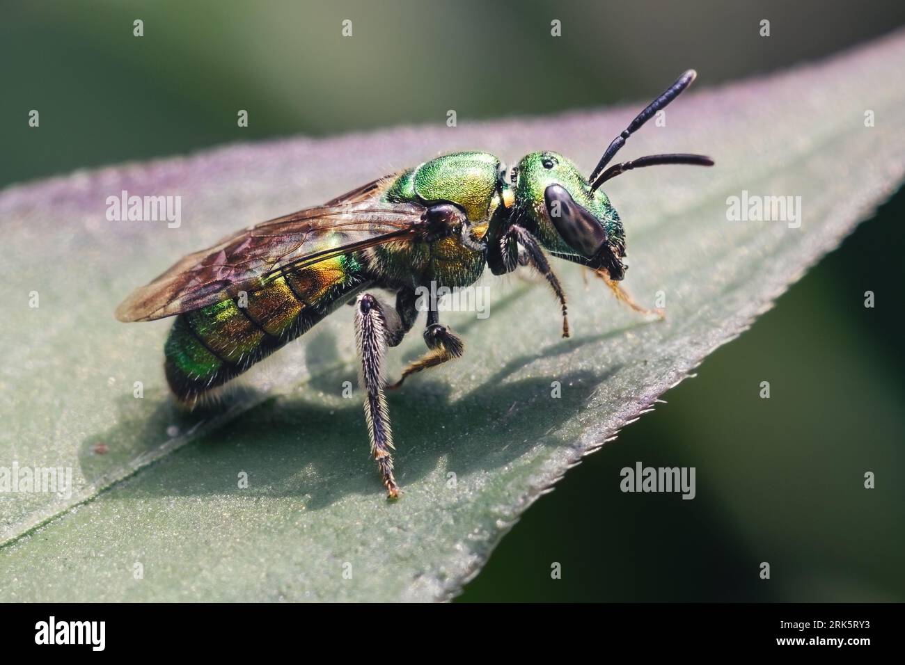 Close-up of an Augochlora pura metallic green sweat bee resting on a ...