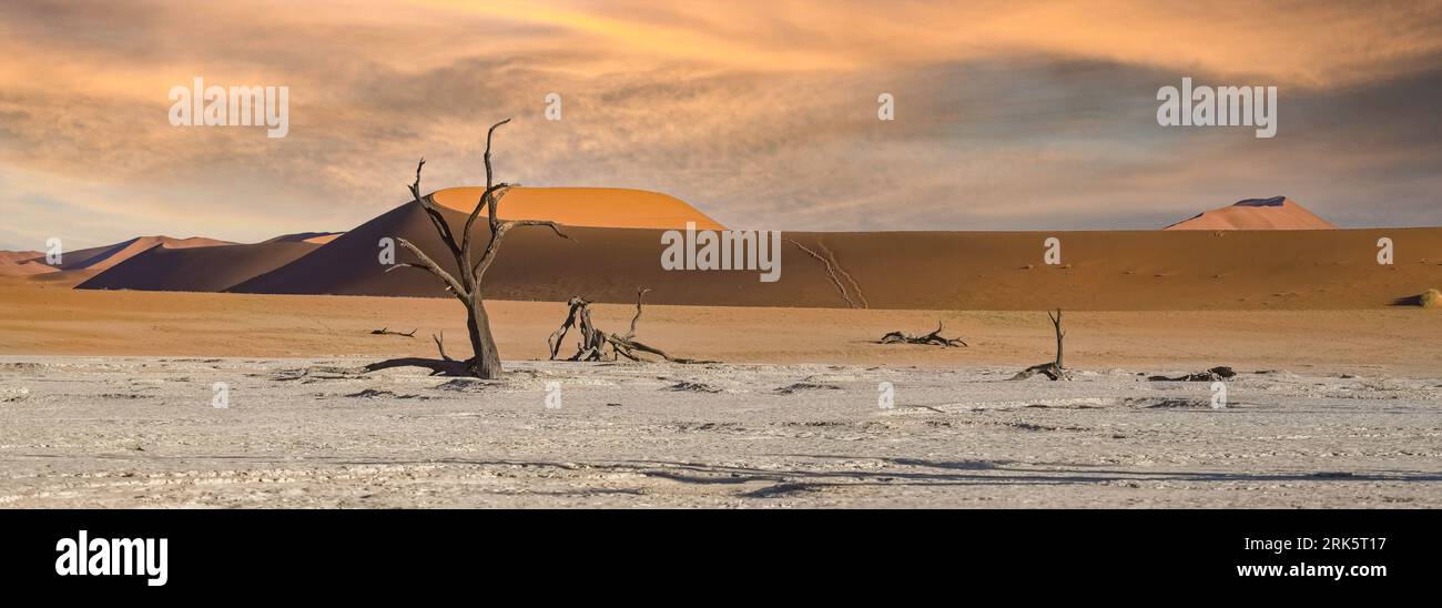 Namibia, the Namib desert, dead acacia in the Dead Valley, the red ...