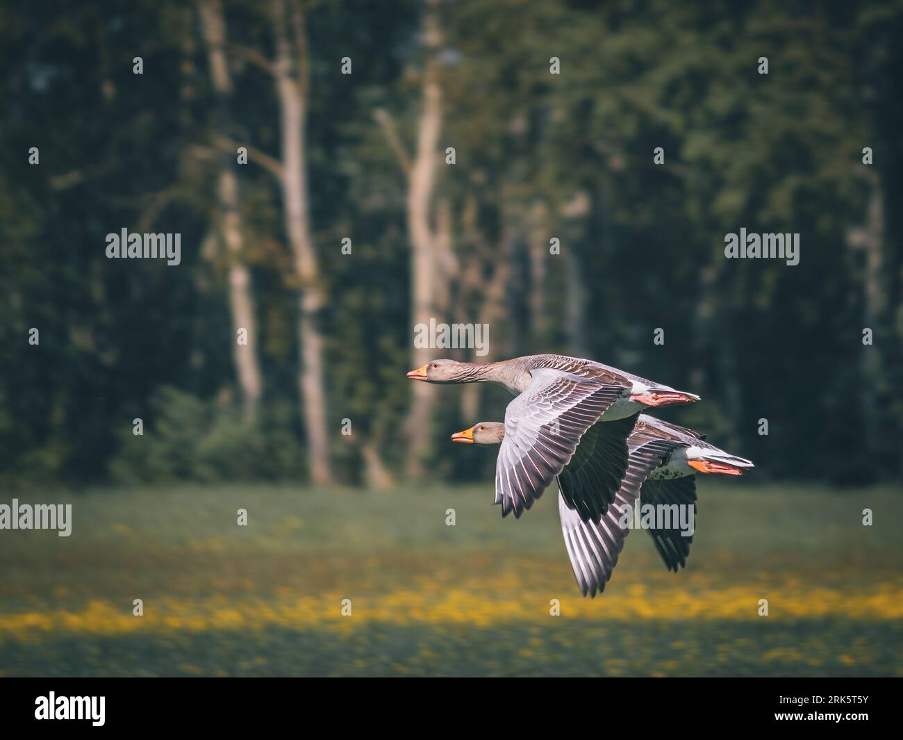 Two Greylag goose birds in flight against a backdrop of lush greenery ...