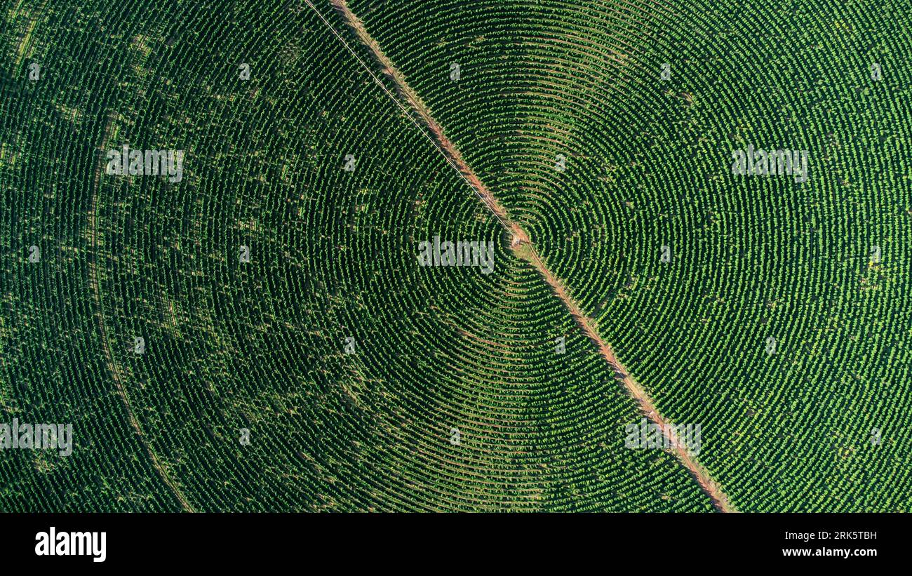 Discover the allure of a coffee plantation from hundred meters above. A ...