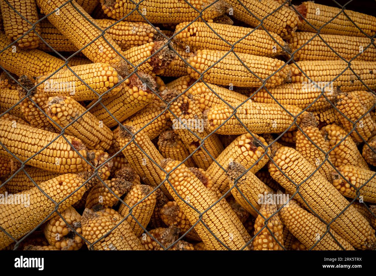 Closeup of corn husks in a pile, stored in a metal fence enclosure ...