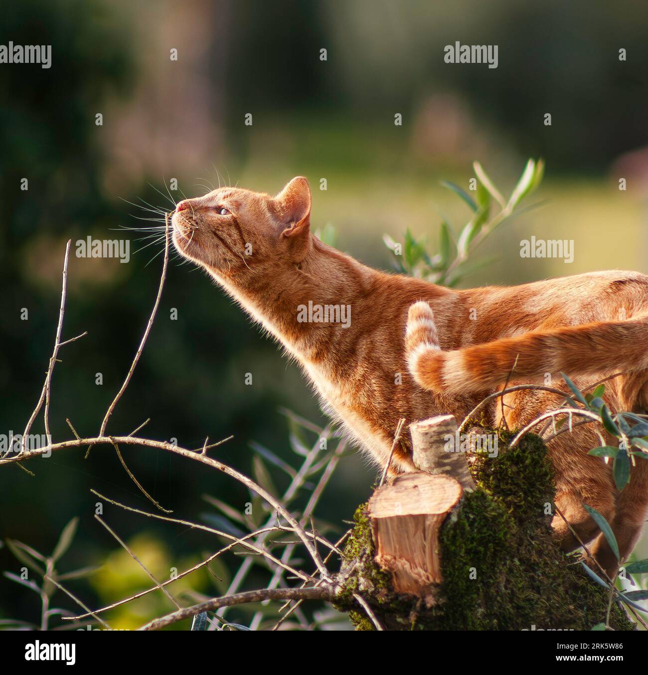 Ginger Tom scales an olive tree to sniff twig Stock Photo - Alamy