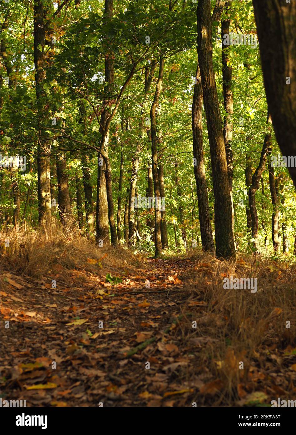 A peaceful wooded area with an abundance of tall trees and vibrant ...