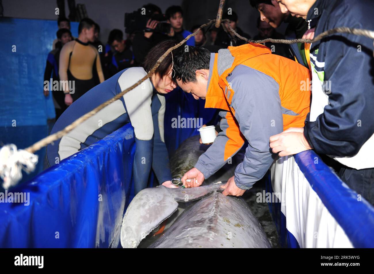 Sample of whale hi-res stock photography and images - Alamy