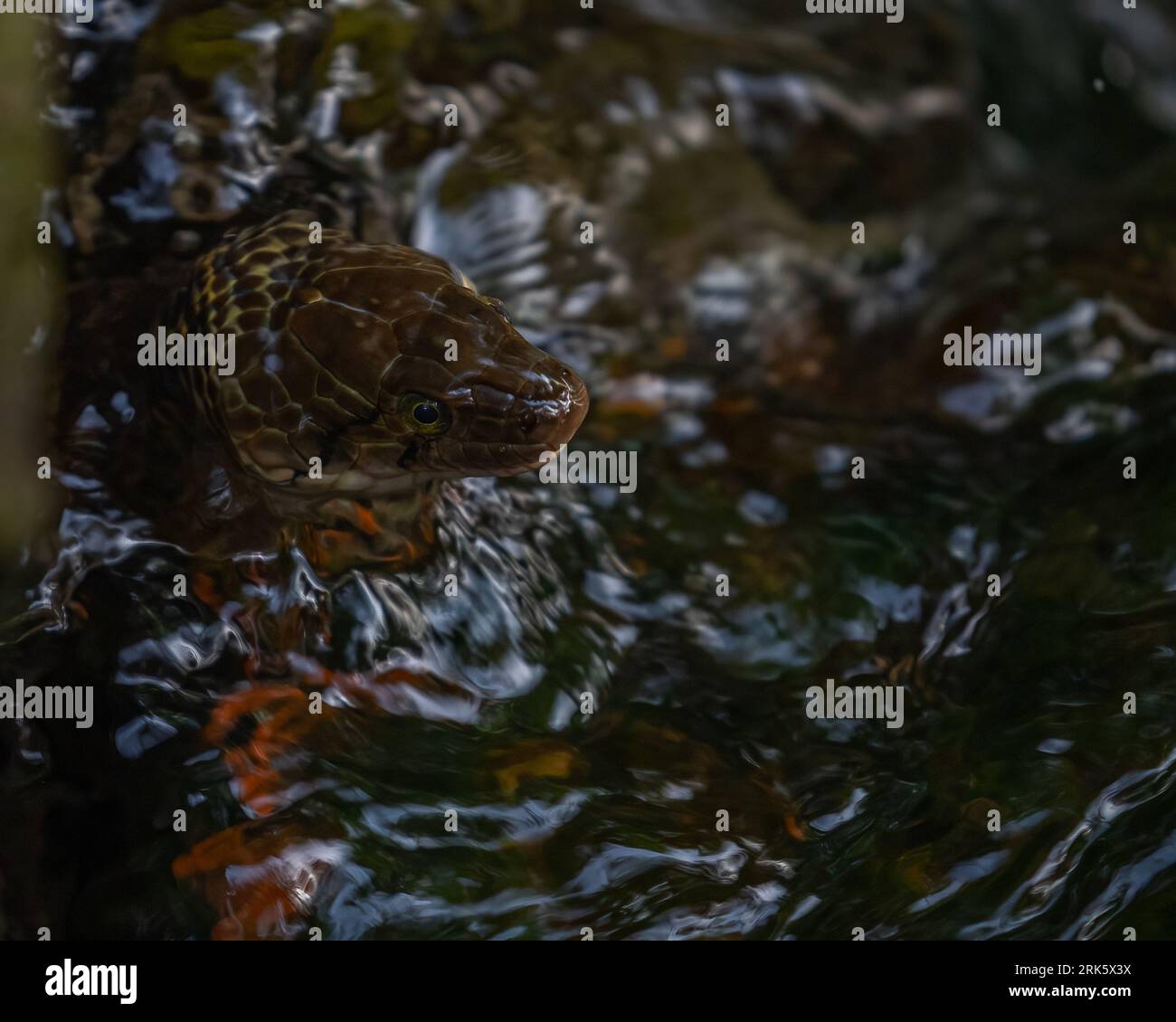 An adult common watersnake basking on a large rock in a freshwater lake ...