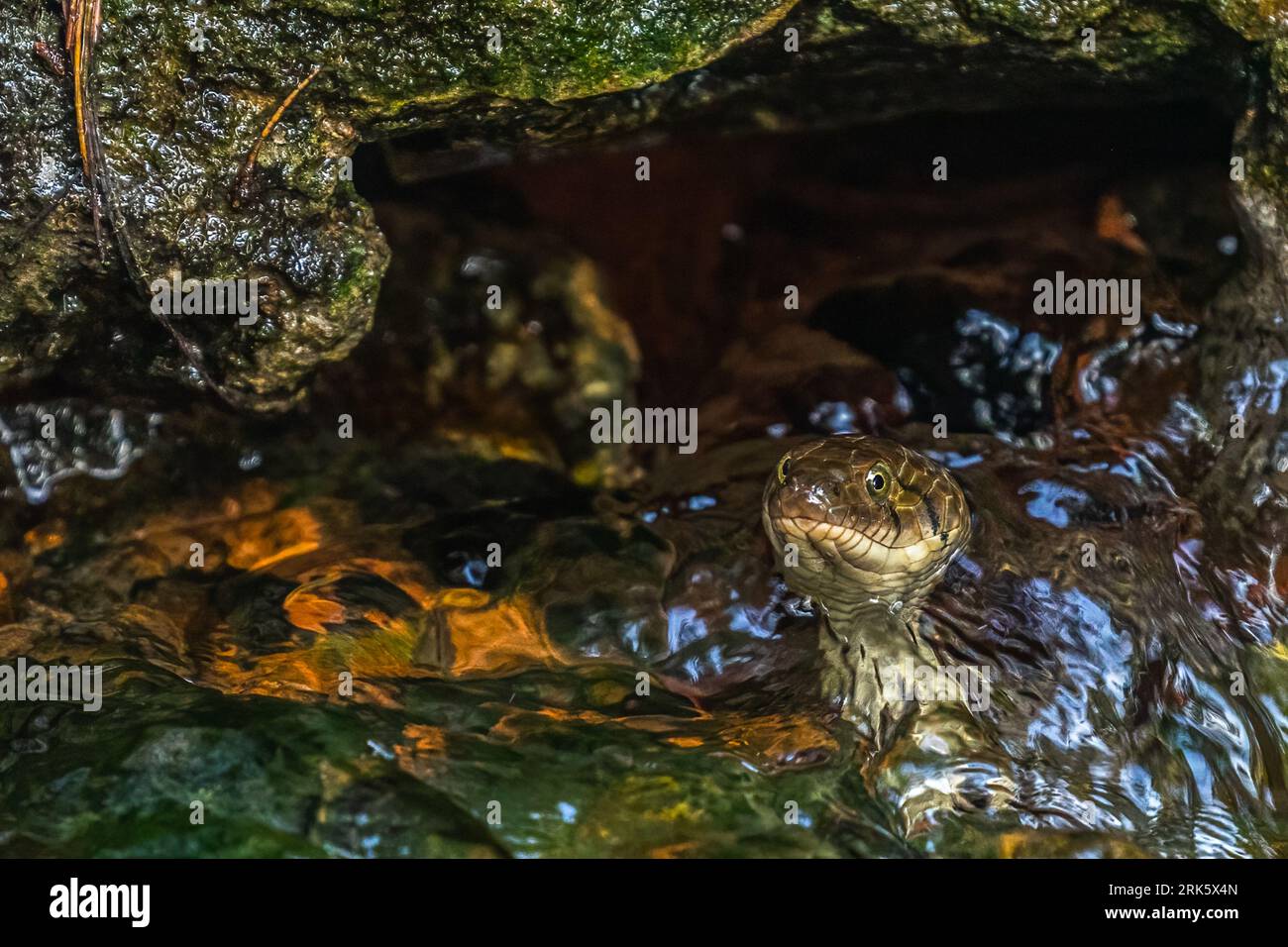 A brown and yellow common watersnake coiled up in a small crevice in a ...