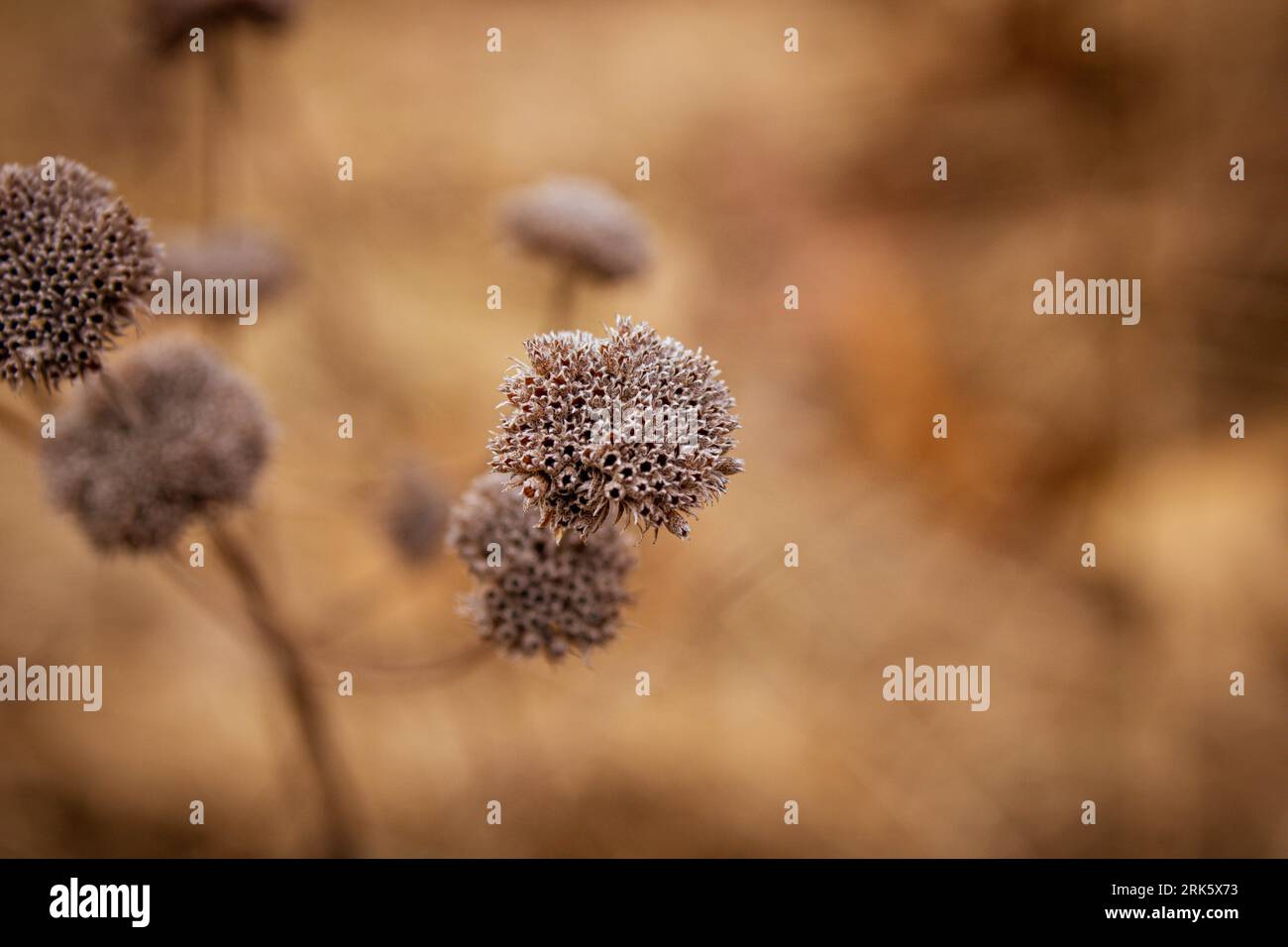Closeup of parched vegetation in a barren desert scene, featuring ...