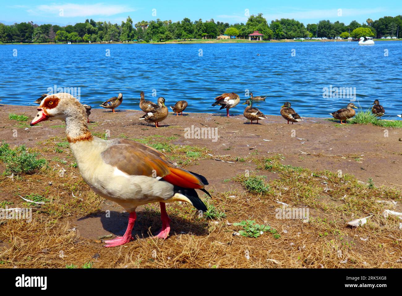 Los Angeles, California: Lake Balboa - Anthony C. Beilenson Park at ...