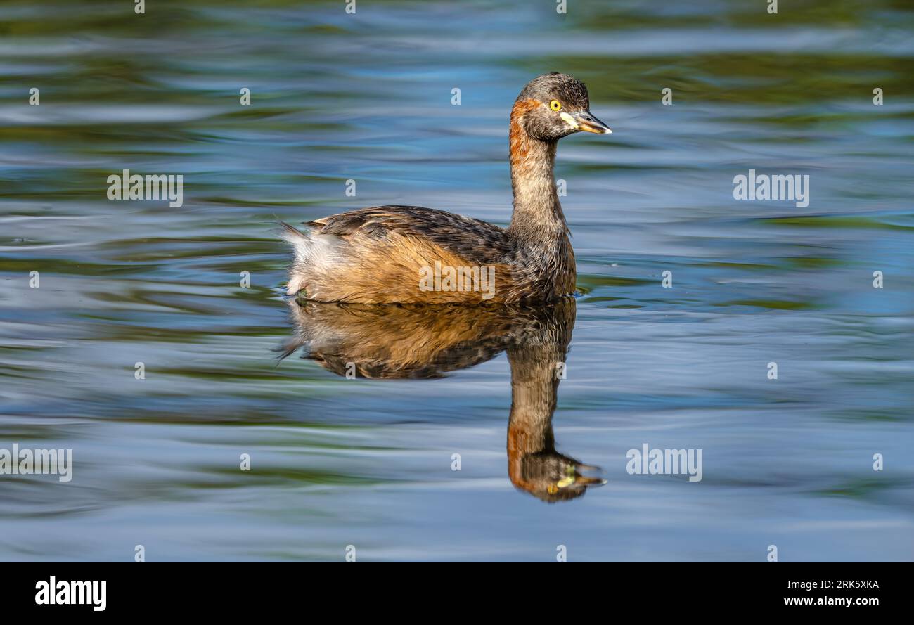 An Australasian grebe bird floating on a calm body of water Stock Photo ...