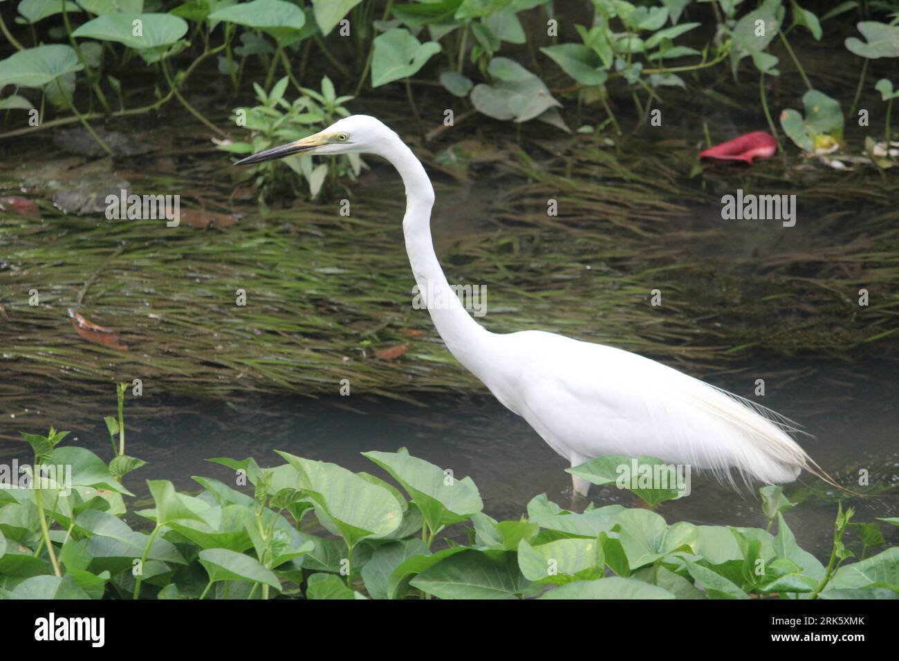 A Great Egret stands majestically in the lush surroundings of ...