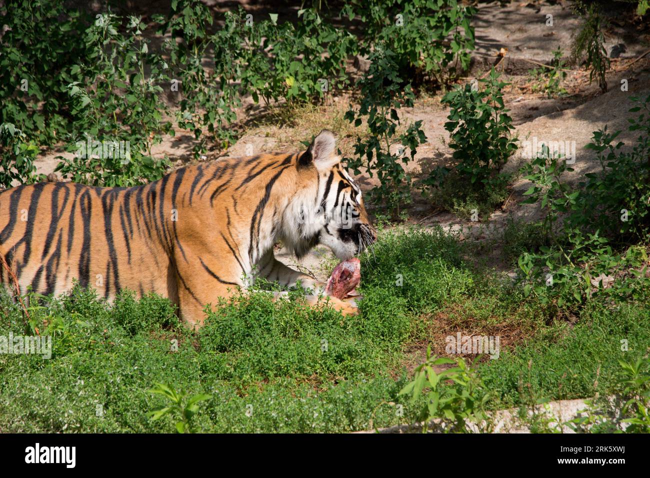 Bengal Tiger Being Hunted