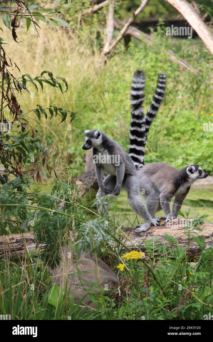 Two large grey Lemur primates perched atop an old, gnarled tree branch ...