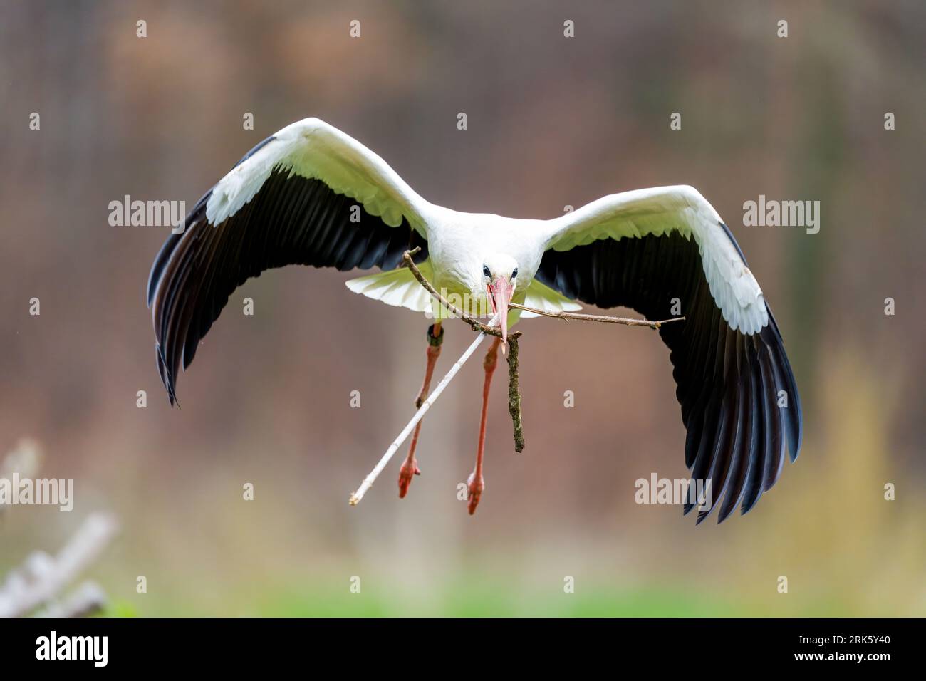 A majestic white stork is soaring through the sky with a long twig in ...