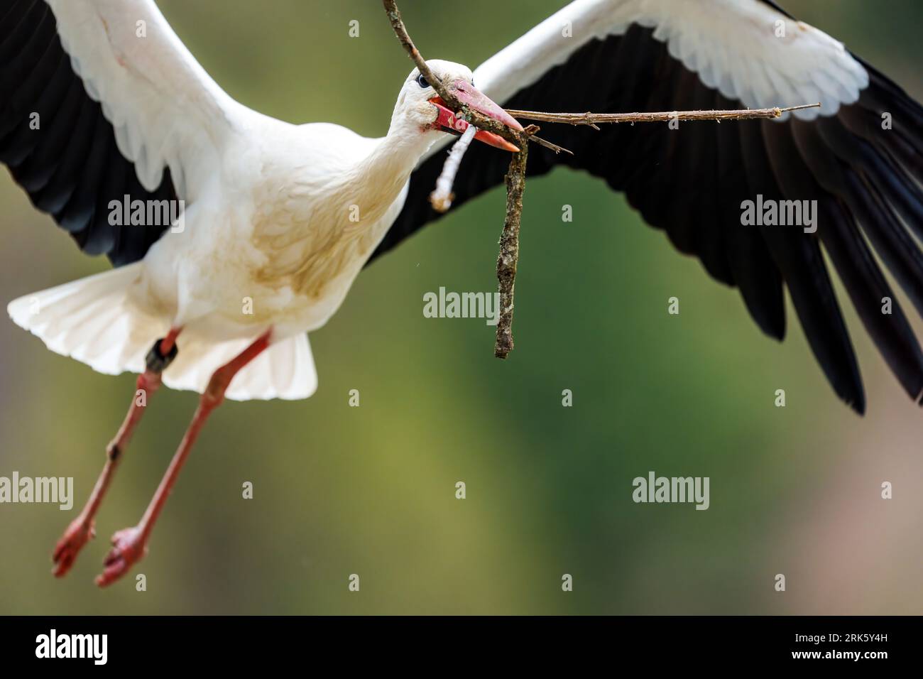 A majestic white stork is soaring through the sky with a long twig in ...